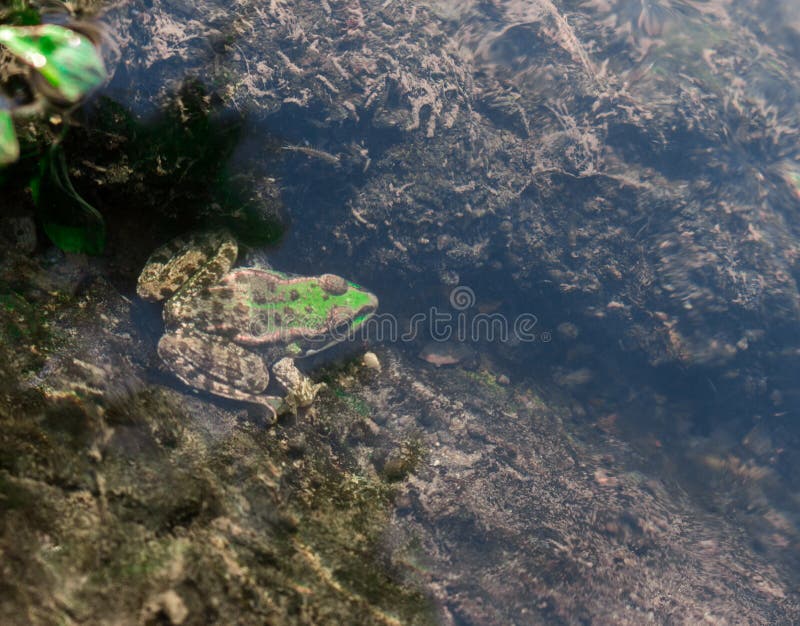 Frog under water stock photo. Image of beautiful, frog - 75577386