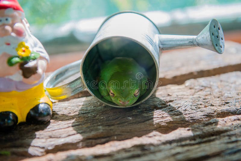 Frog stock image. Image of tree, australia, animal, green - 90925863