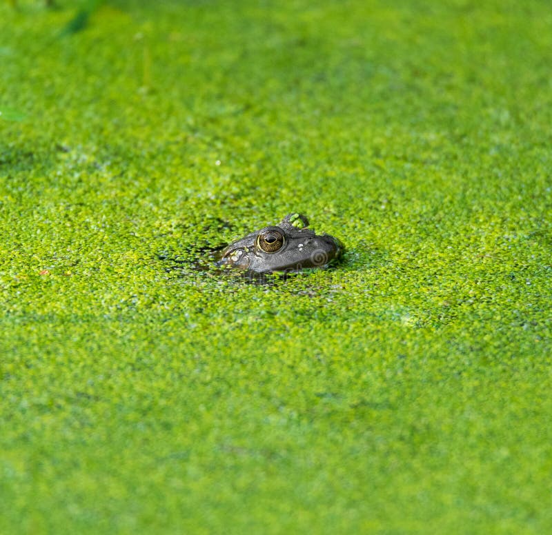 Frog in Vibrant Green Swamp Water Stock Image - Image of swampy ...
