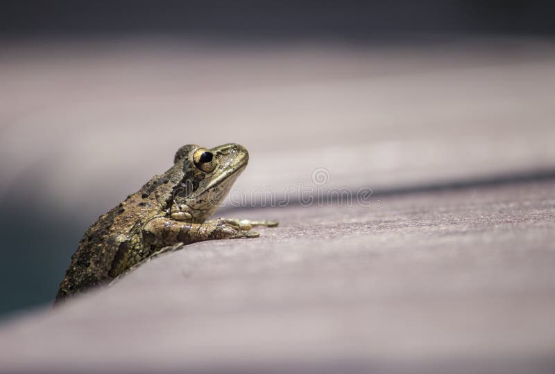 Frog waiting stock photo. Image of common, frog, focus - 69550126