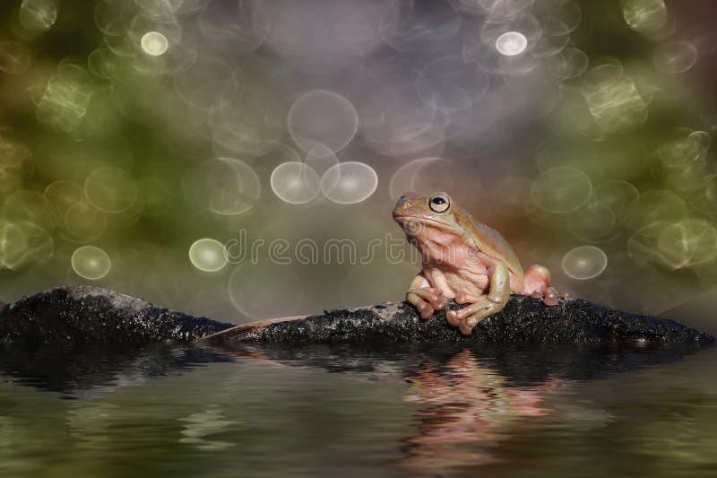 Frog Waiting for Prey in Pool Stock Photo - Image of mammal, tree ...