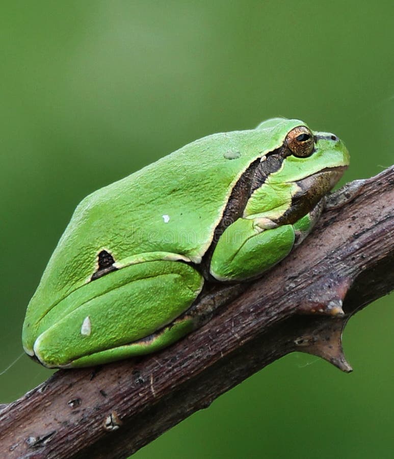 Frog stock photo. Image of prince, rest, waiting, princess - 67760230