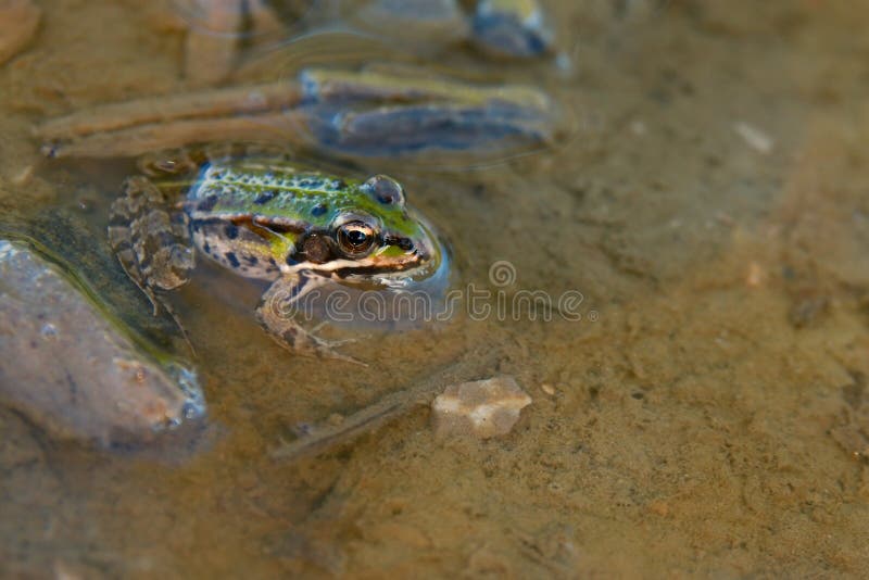 Frog stock image. Image of conservation, environmental - 30415637