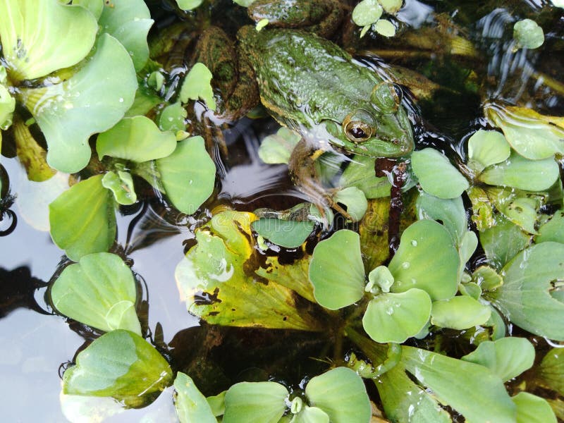 Frog stock image. Image of gree, worm, water, frog, waiting - 123280141
