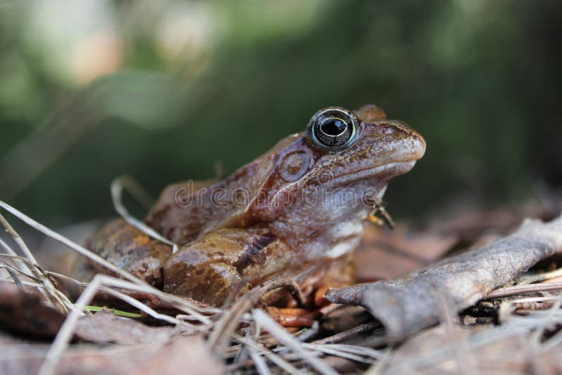 A wet spring frog. stock image. Image of wildlife, outdoors - 90024803