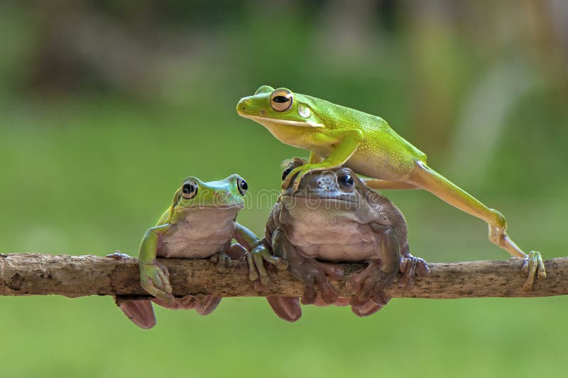 Walking Frog stock image. Image of wood, bokeh, greenfrog - 112800013