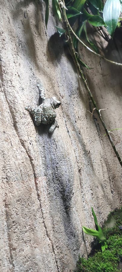 A Frog on the Wall, in a Tourist Spot Called Batu Secret Zoo Located in Batu, East Java Stock ...