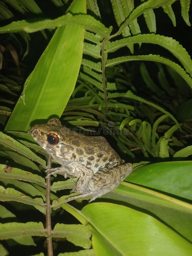A Frog Was on a Leaf at Night Waiting for Insects Stock Image - Image ...