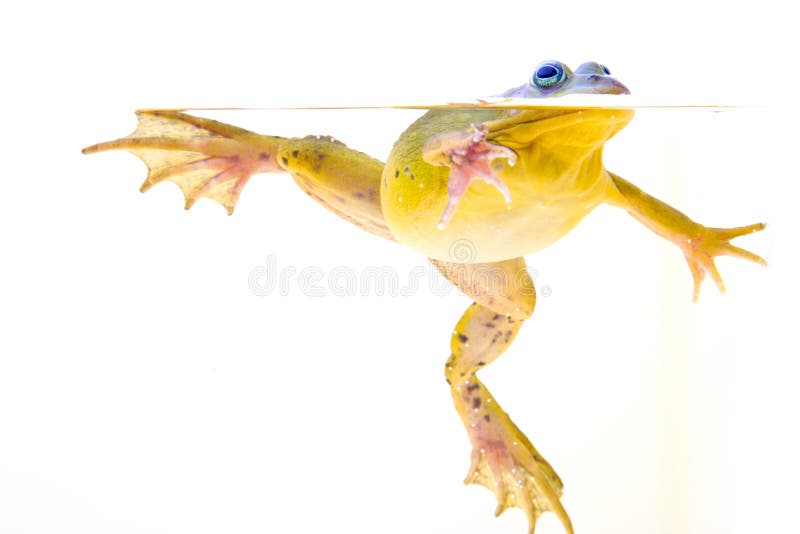 Frog in water stock photo. Image of isolated, toad, studio - 8413126