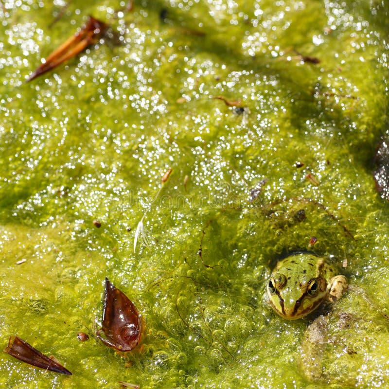 Frog water stock photo. Image of close, patterned, portrait - 71638336 Frog water stock photo. Image of close, patterned, portrait - 71638336