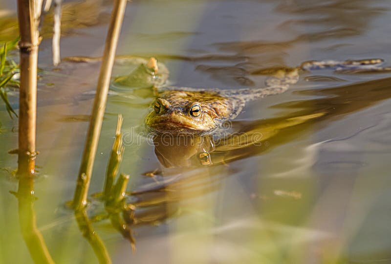 Frog in the water stock photo. Image of spring, amphibian - 272811574