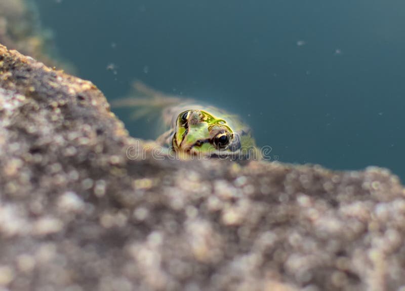 Frog in water stock image. Image of cool, looking, water - 1201435