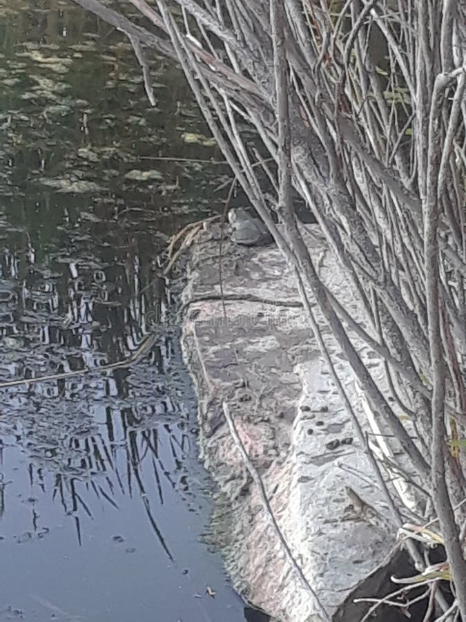 Frog with water and trees stock image. Image of plants - 169339199