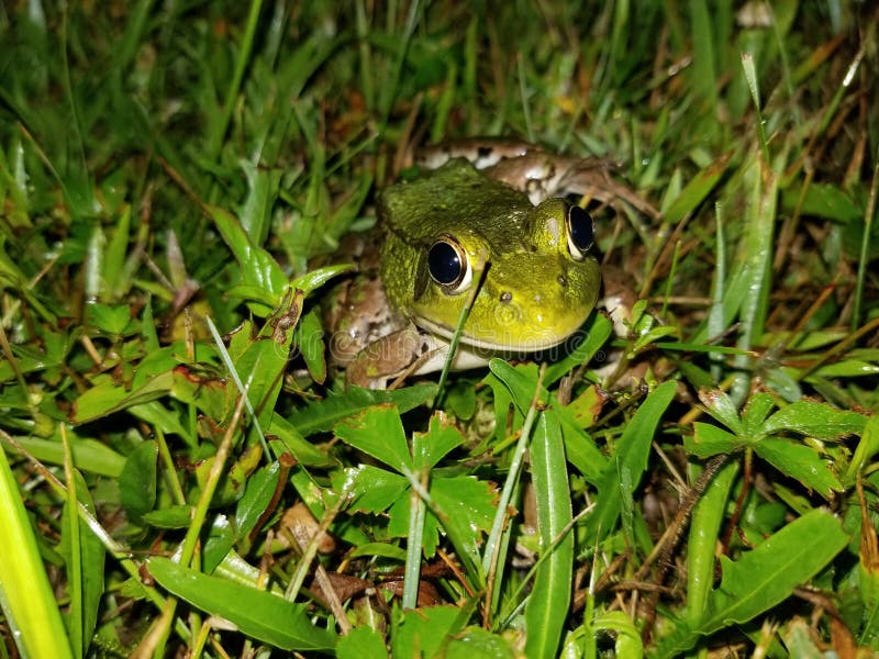 Frog in Wet Grass stock photo. Image of frog, night - 127143156