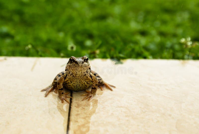 Frog stock photo. Image of tiles, summer, watching, greens - 47292342