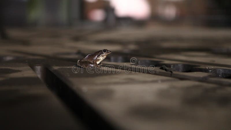 Frog on the wheel India stock video. Video of bullfrog - 296124463