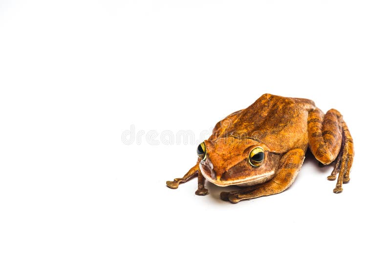 Frog on white background stock image. Image of wildlife - 104508983