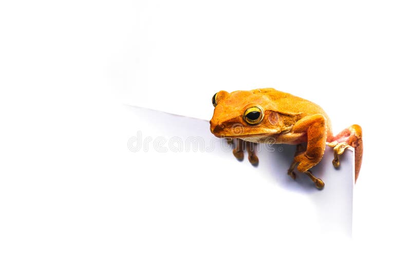Frog on white background stock photo. Image of wildlife - 104634044