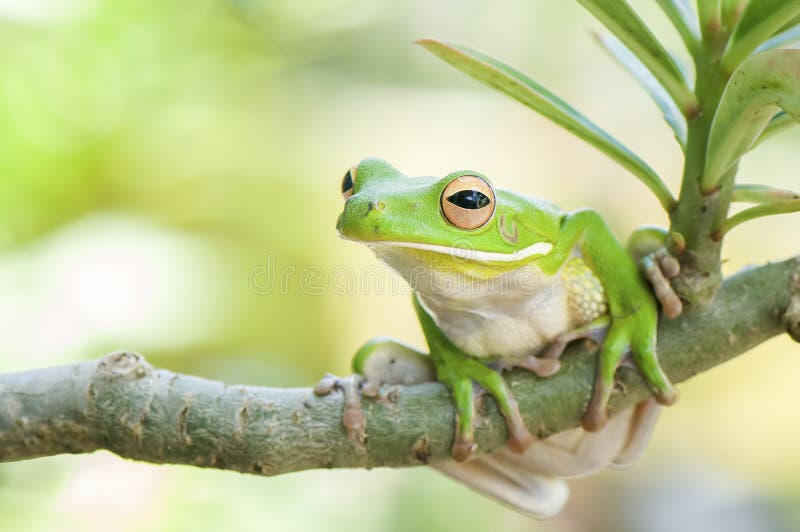 277 Frog Lips Stock Photos - Free & Royalty-Free Stock Photos from ...