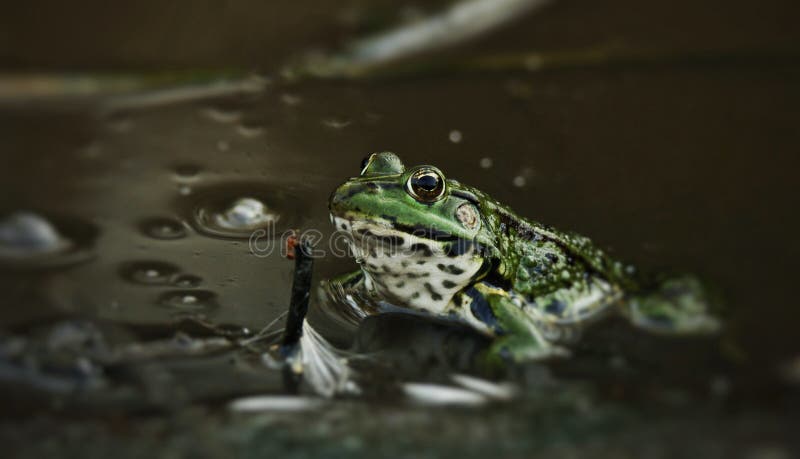 The Frog Who Hunting for Ant Stock Photo - Image of hunting, frog ...