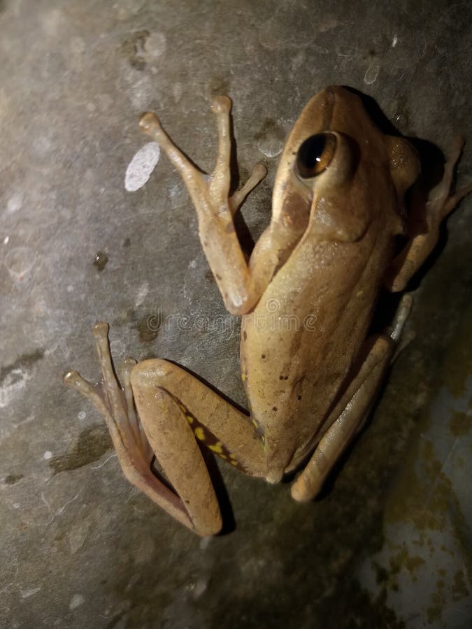 Frog stock photo. Image of nature, wild, frog, outdoor - 111786894