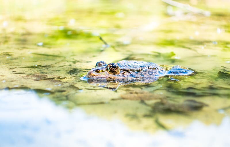 Frog Lying Down in Water in the Wild Stock Photo - Image of lying ...