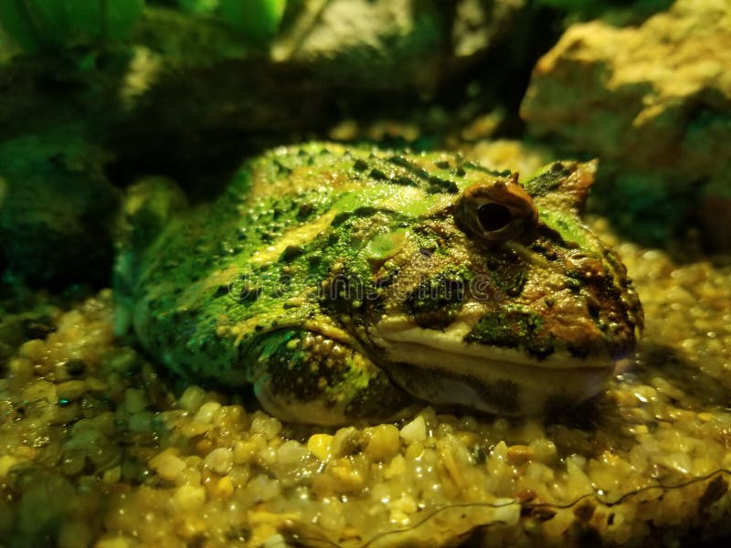Frog in the wild stock image. Image of amphibian, lizard - 211744447