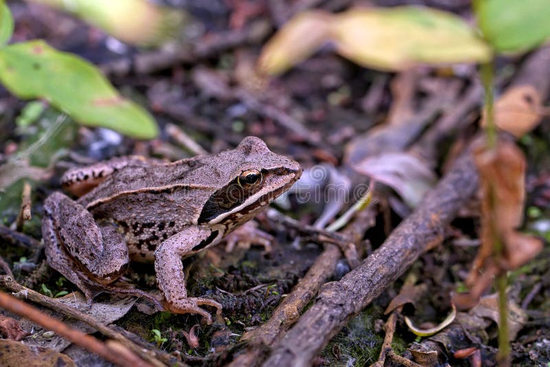 Frog in the wild stock photo. Image of closeup, animal - 37636296