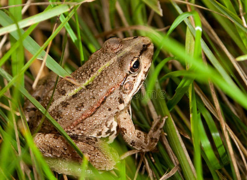 Frog wild nature stock image. Image of outdoor, amphibians - 36872871