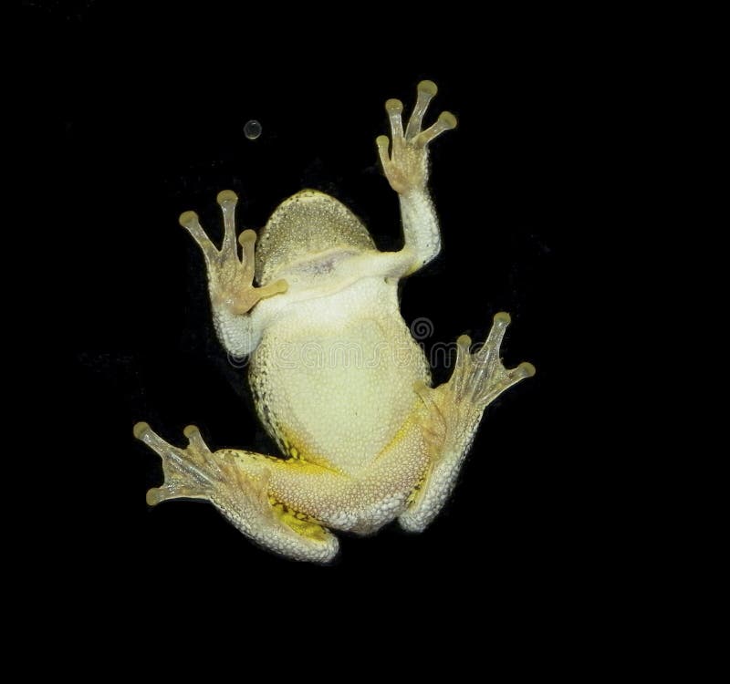 Frog at window stock photo. Image of amphibian, animal - 16320048