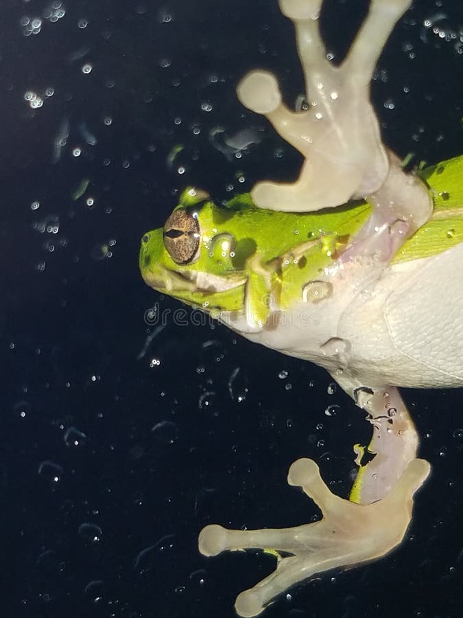 521 Window Frog Photos - Free & Royalty-Free Stock Photos from Dreamstime