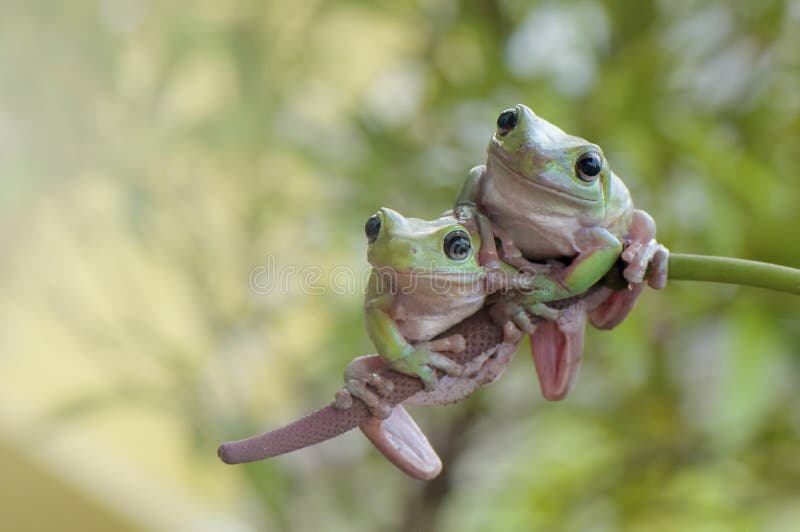 Frogs Duel Stock Photos - Free & Royalty-Free Stock Photos from Dreamstime