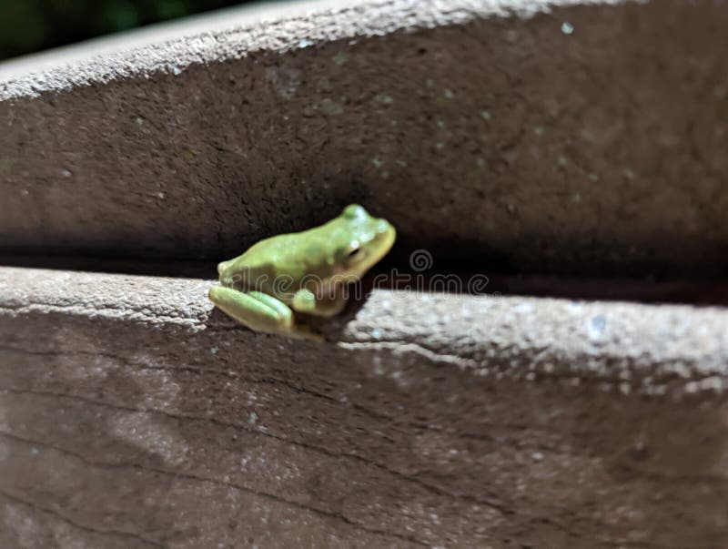 Frog on wooden railing stock image. Image of leaf, animal - 271783871