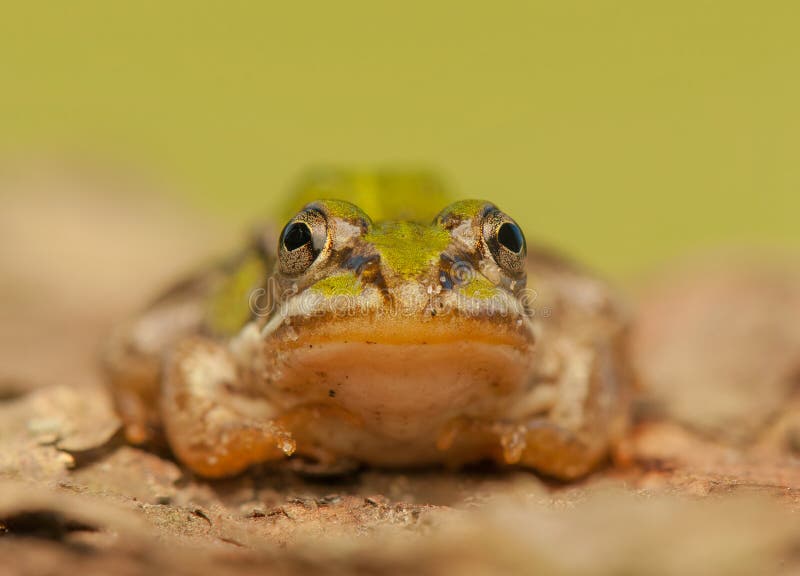 Small frog stock photo. Image of ecology, fauna, frog - 25630926