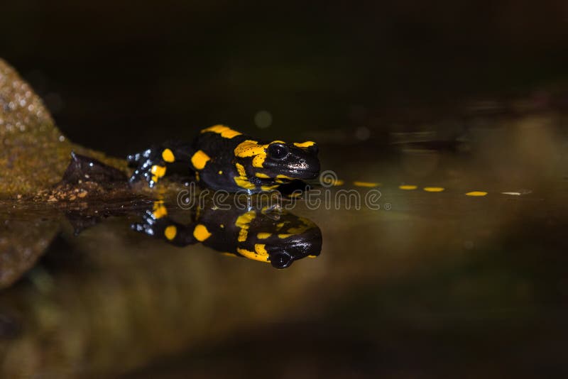 Frog with Yellow and Black Colors in Dirty Water Stock Photo - Image of ...
