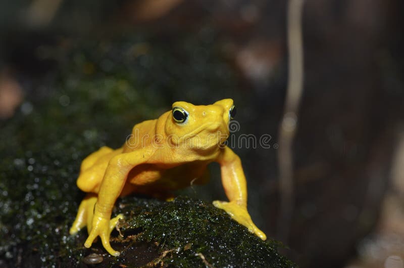 Rana de oro de Panamian imagen de archivo. Imagen de hoja - 92362651