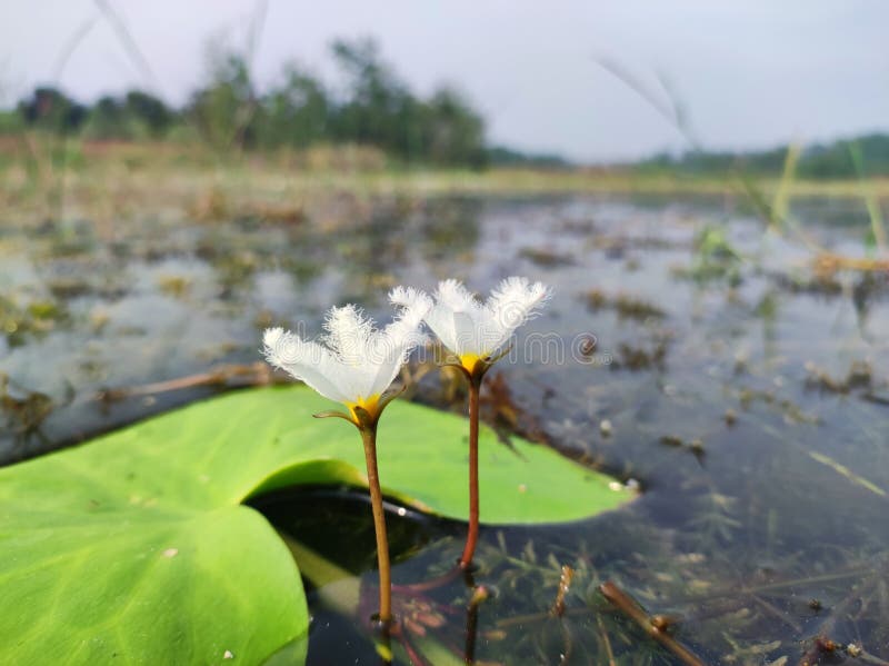 Frogbit Flower in the Morning Stock Photo - Image of awaken, leaf ...