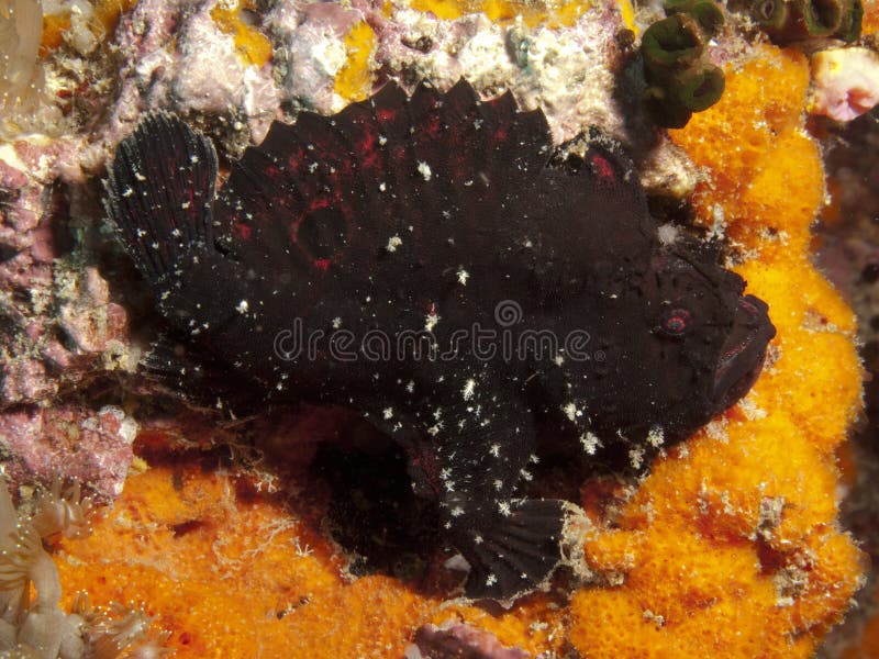 Frogfish - Antennarius sp. stock photo. Image of garden - 22406694