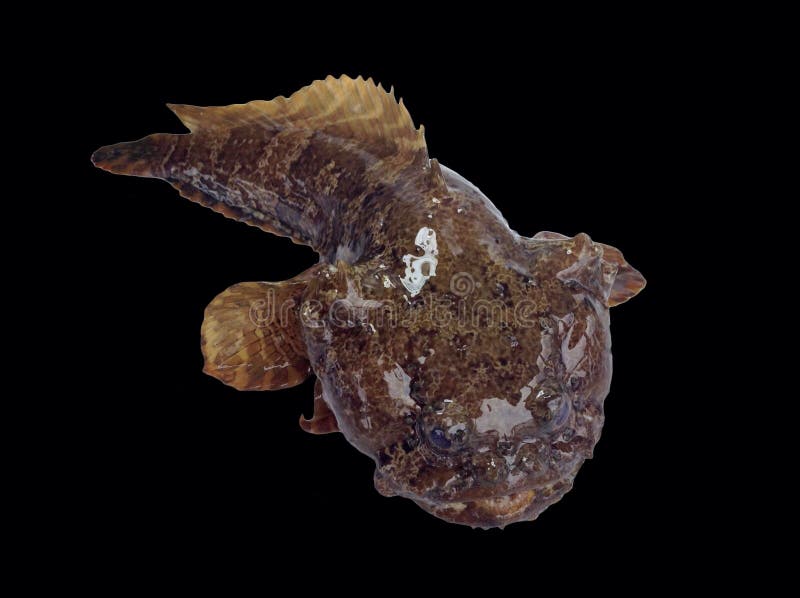 Black Frogfish Stock Photos - Free & Royalty-Free Stock Photos from ...