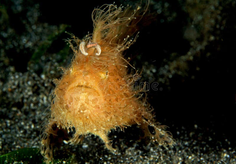 Frogfish velu photo stock. Image du velu, faune, animaux - 11475916