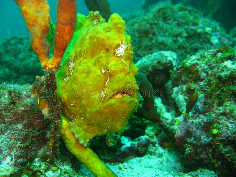 Yellow Frogfish stock photo. Image of life, reef, nature - 14948136