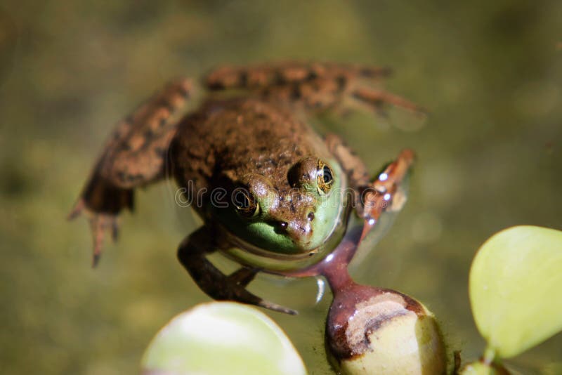 Frogger stock image. Image of animal, toad, darling, tree - 7546923