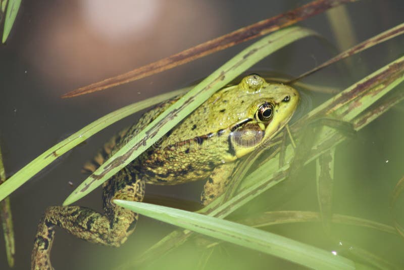 Froggie stock photo. Image of environment, animal, amphibious - 12245078
