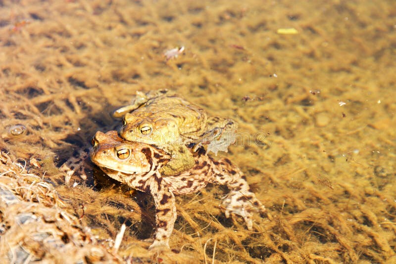 Froggy sex stock image. Image of blase, pond, baby, cycle - 39029007