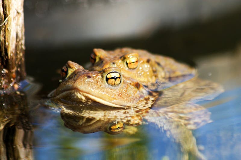 Froggy sex stock image. Image of life, pond, frisky, tadpoles - 39029035