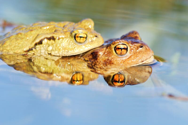 Froggy sex stock photo. Image of reproduction, reflection - 39029122
