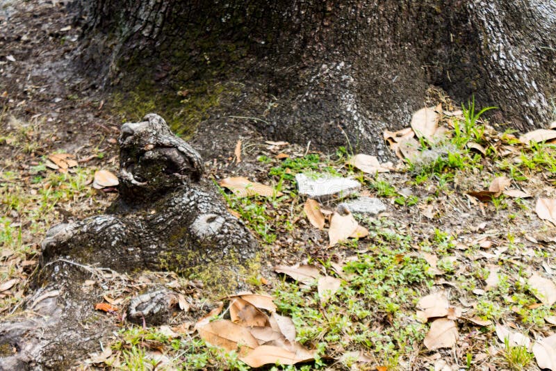 Frogy Stock Photos - Free & Royalty-Free Stock Photos from Dreamstime