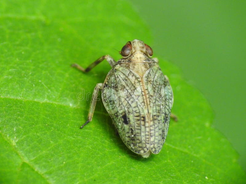 405 Froghopper Stock Photos - Free & Royalty-Free Stock Photos from ...