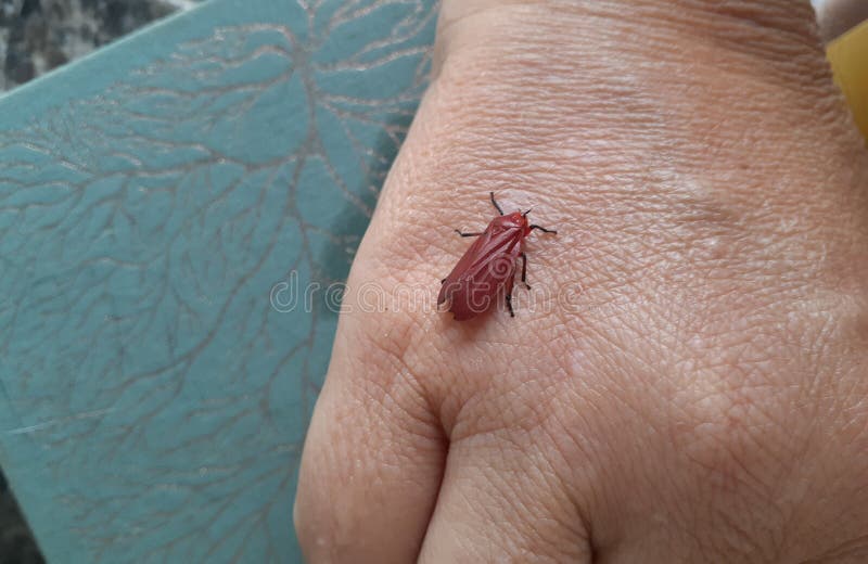 Froghopper or Sugarcane Leafhopper Landed on Hand Stock Image - Image ...