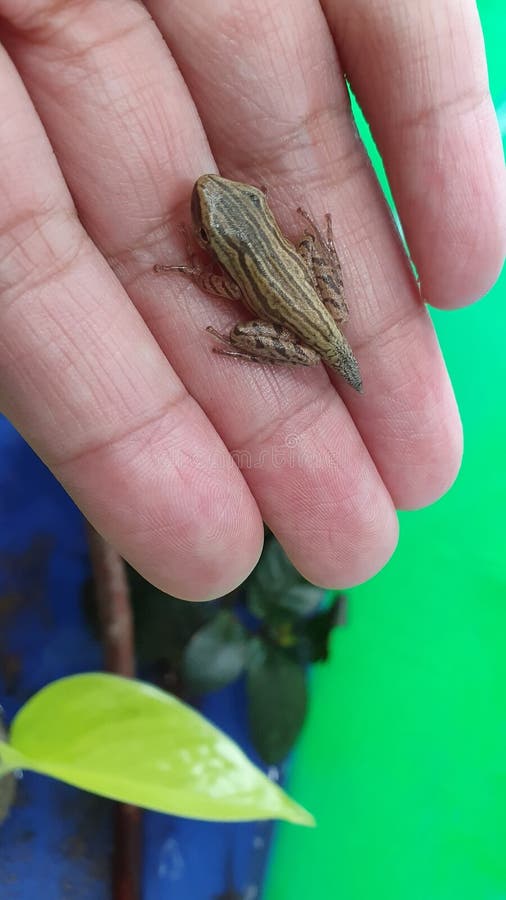 Froglet of marsh frog stock image. Image of reptile - 269727365